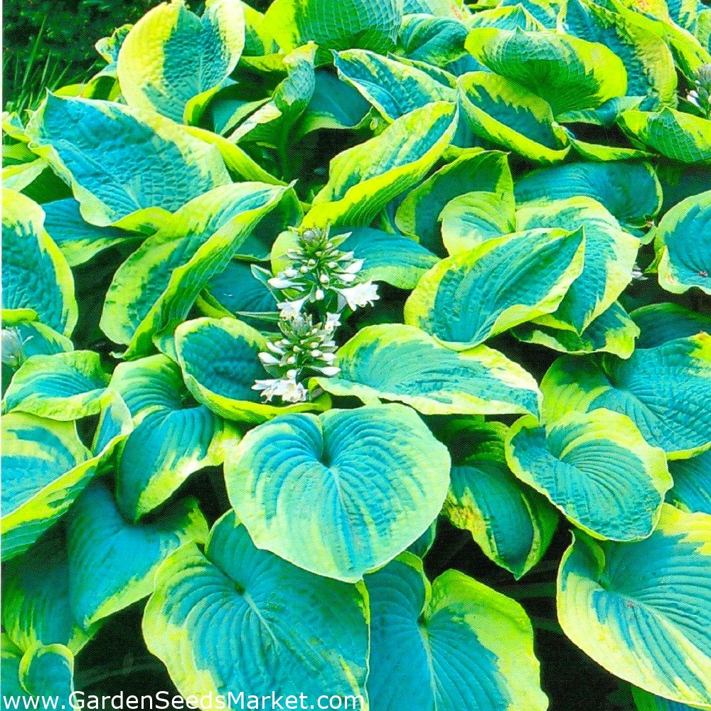 Hosta Frances Williams, ľalia plantain - XL balenie! - 50 ks - – Garden ...
