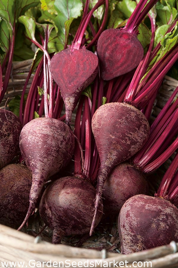 Beetroot "Dark Red Ball" - 100 g of seeds - 5000 seeds – Garden Seeds ...