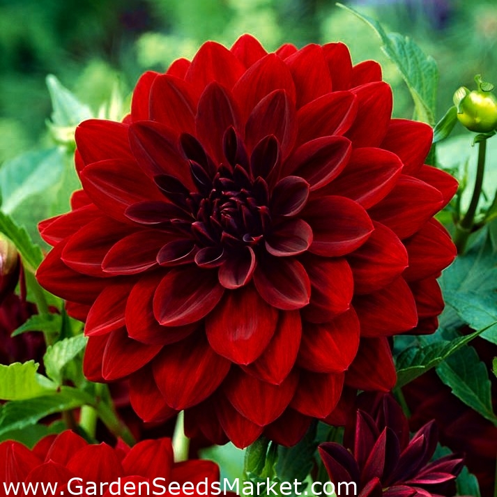Dahlia - Arabian Night - XL csomag! - 50 db - – Garden Seeds Market ...