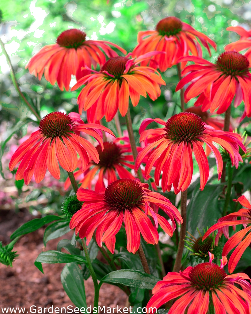 Echinacea, Coneflower Red Mangus - 1 bulb – Garden Seeds Market | Free ...