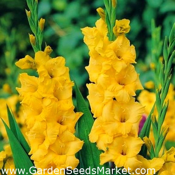 Gladiolen Gelbe Zwiebeln XXL - XXXL Packung 250 Stk - – Garden Seeds ...