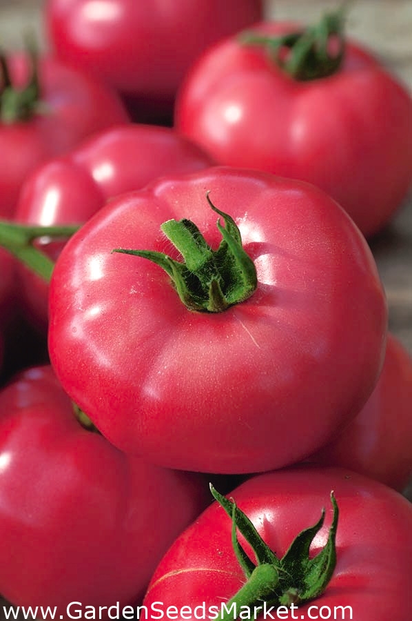 BIO Tomato 'Favourite' - certified organic seeds – Garden Seeds Market ...