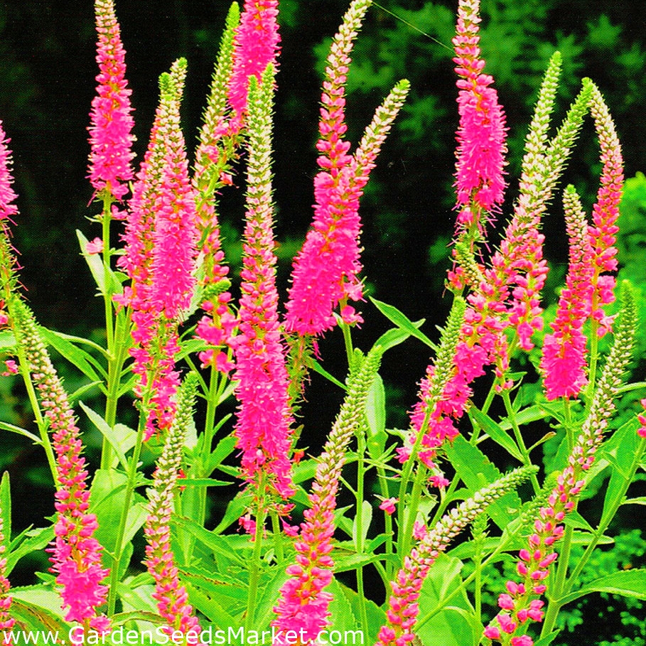 Veronica Rose, Veronique - gros paquet ! - 10 pieces – Garden Seeds ...