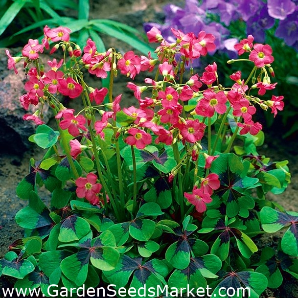 Oxalis Deppei - 25 soğan – Garden Seeds Market | Ücretsiz kargo