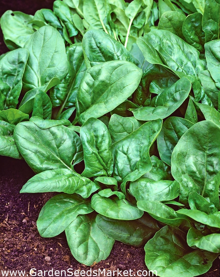 Spinach - Matador - High-Yield Spinach, Perfect for Freezing - Fresh ...