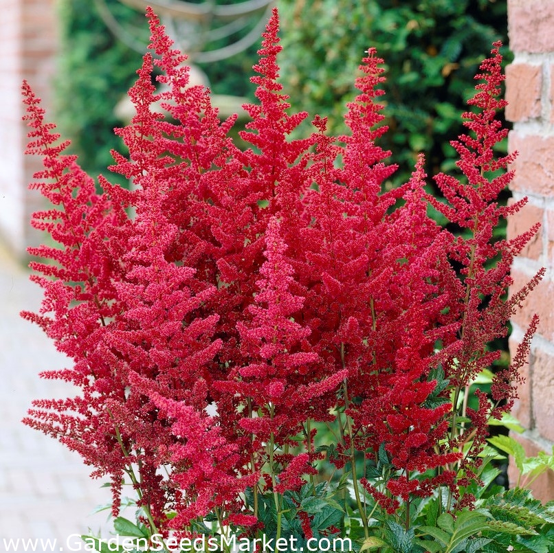 Astilbe Garden Spirea | Fasci Garden