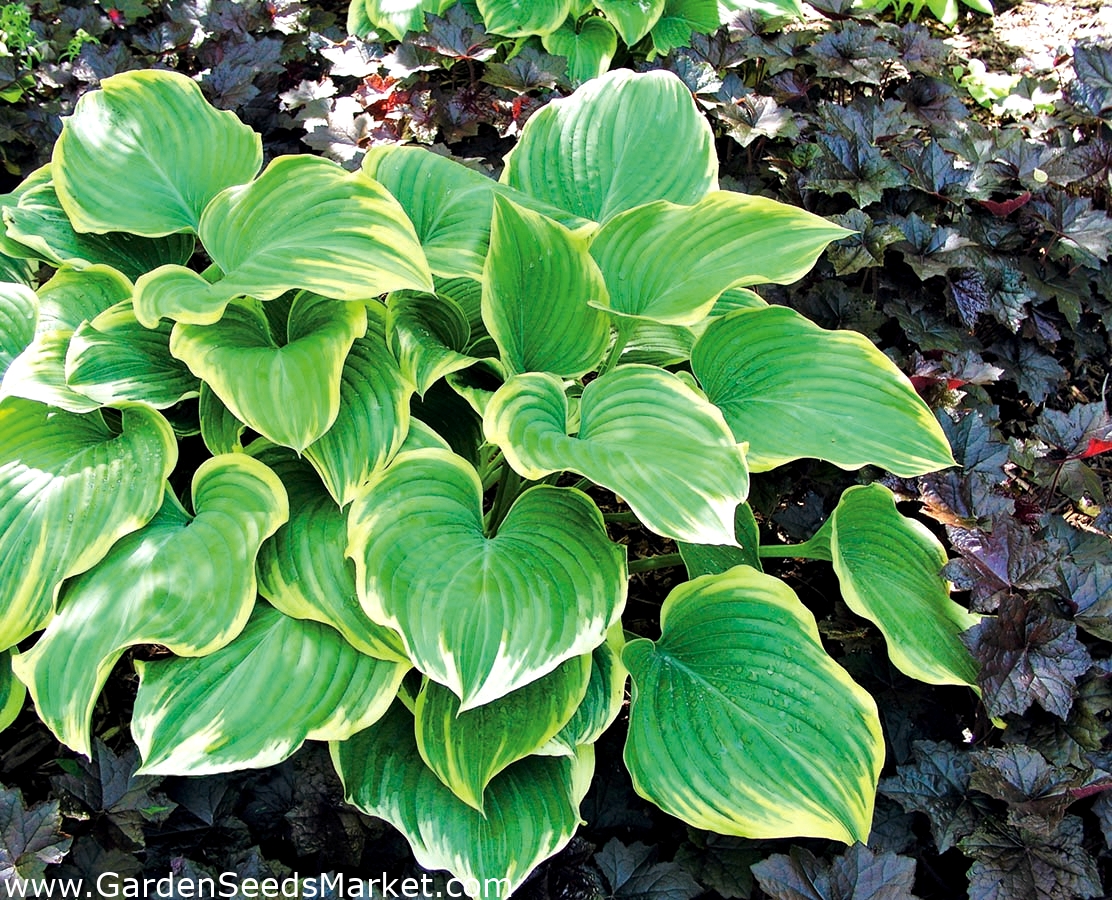 Hosta, Funkie, Herzblattlilie Winter Snow – Garden Seeds Market ...