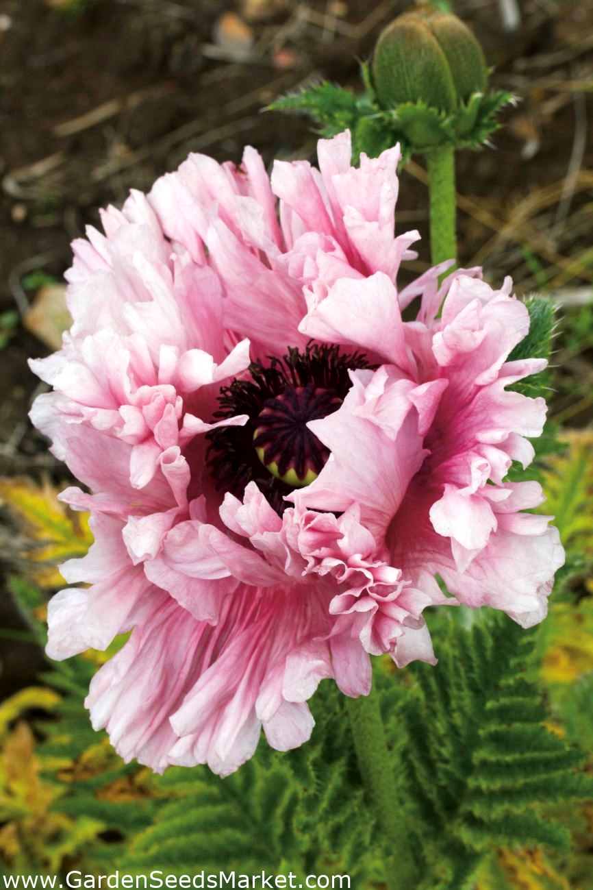 Papaver, Poppy Ruffled Patty - bebawang / umbi / akar - Papaver ...