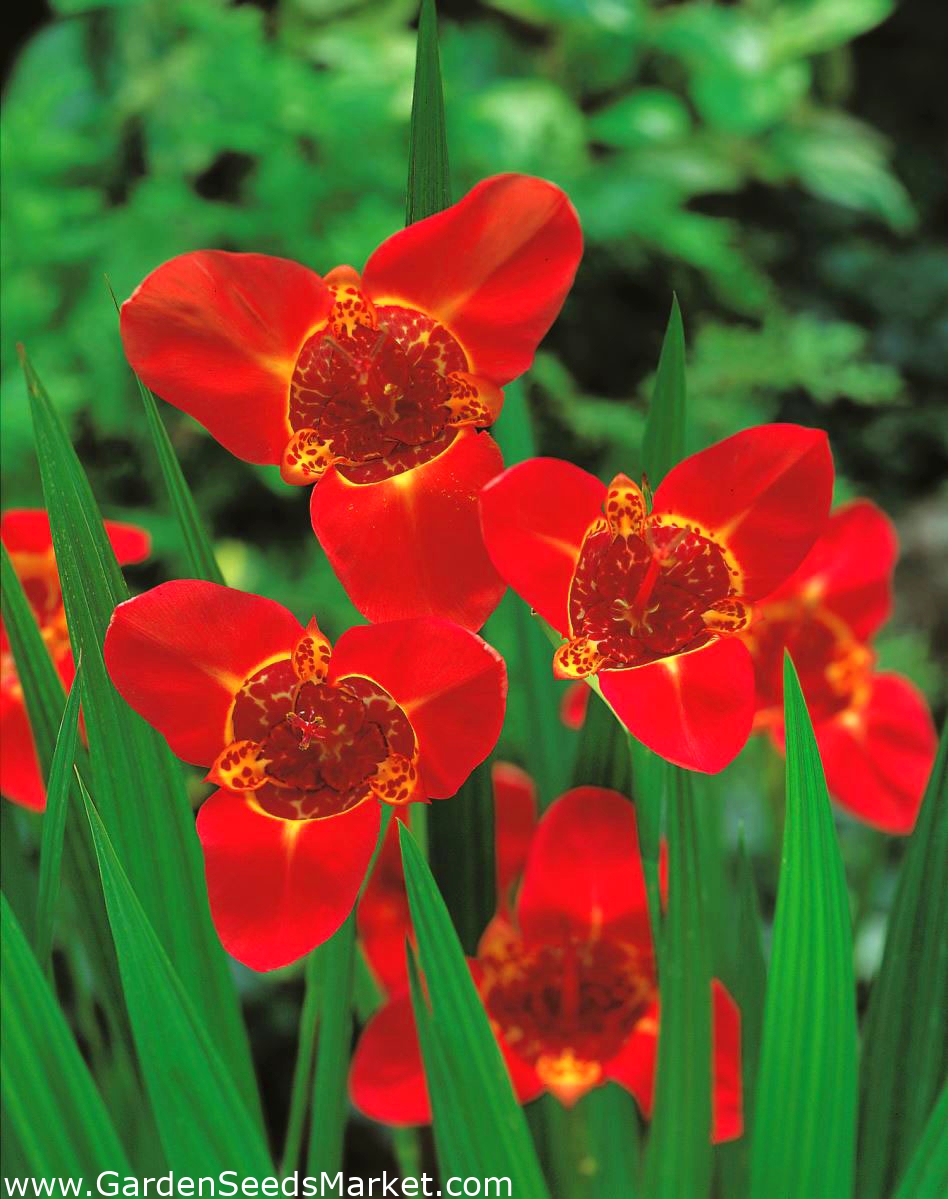 Tigridia, Tiger Flower Red - 10 bulbs – Garden Seeds Market | Free shipping