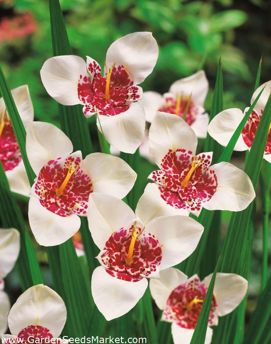 Tigridia, Tiger Flower White - 10 bulbs – Garden Seeds Market | Free ...