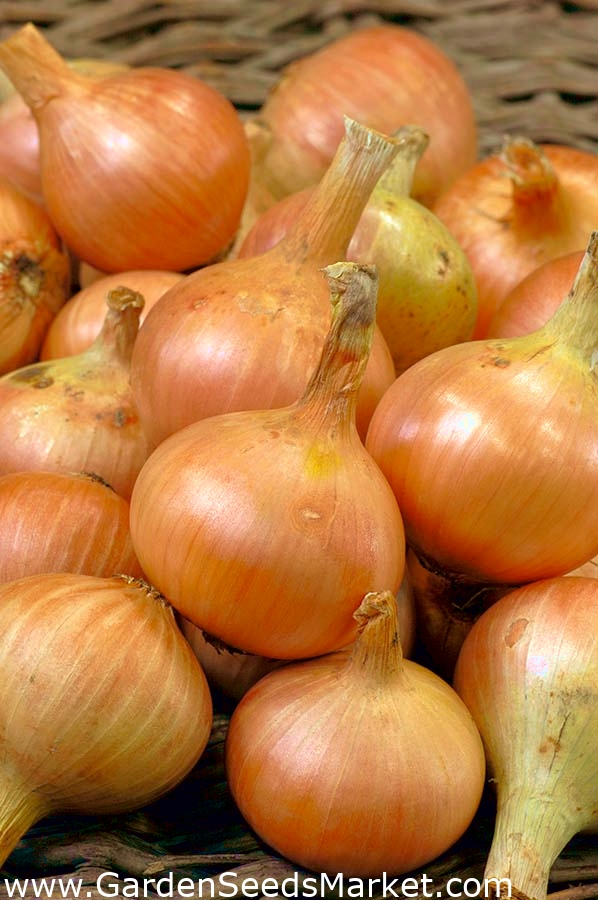 Onion 'Warsa' - early, productive variety – Garden Seeds Market | Free ...