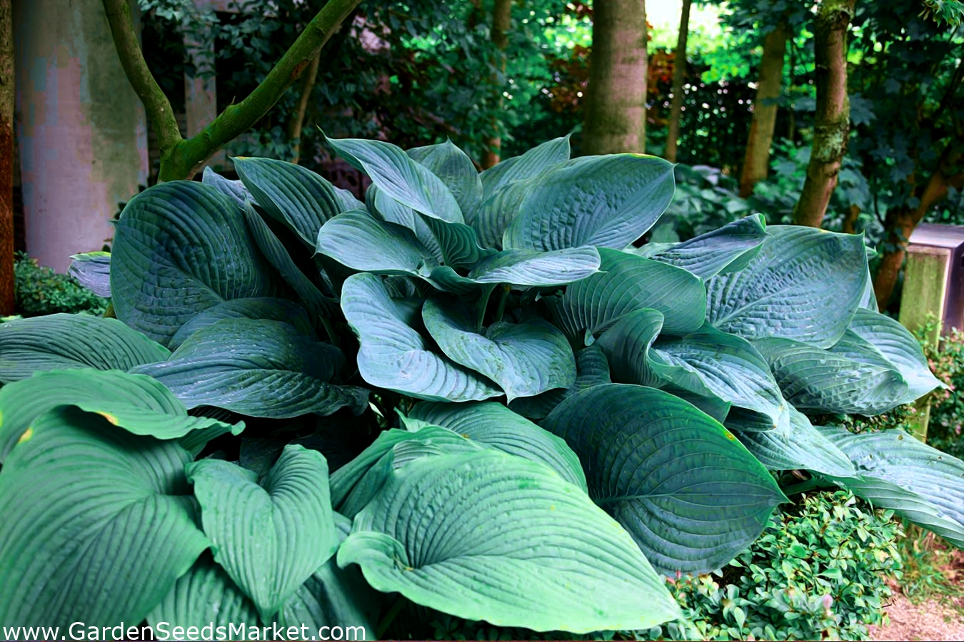 Hosta, Funkie, Herzblattlilie Empress Wu – Garden Seeds Market ...