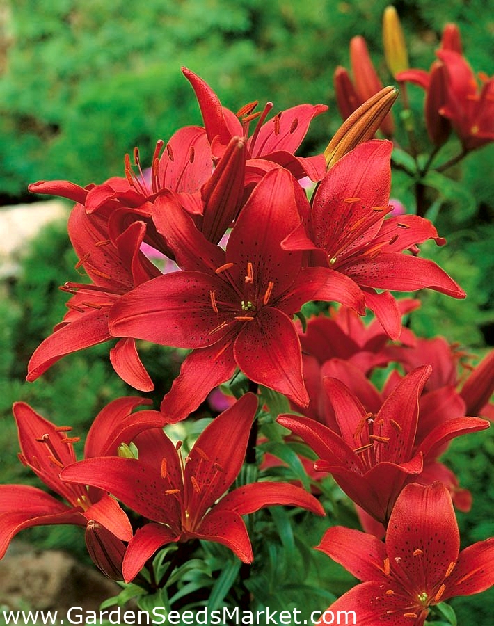 Lilium, Lily Asiatic Red - หัว / หัว / ราก - Lilium – Garden Seeds ...