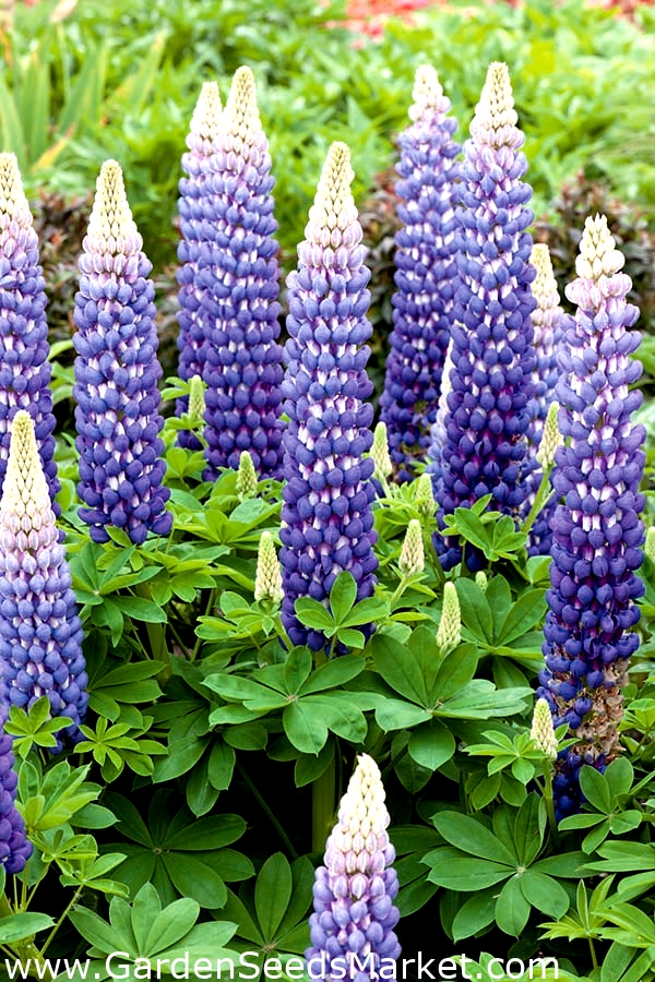 Lupinus, Lupin, Lupine Blue - 1 bulb – Garden Seeds Market | Free shipping