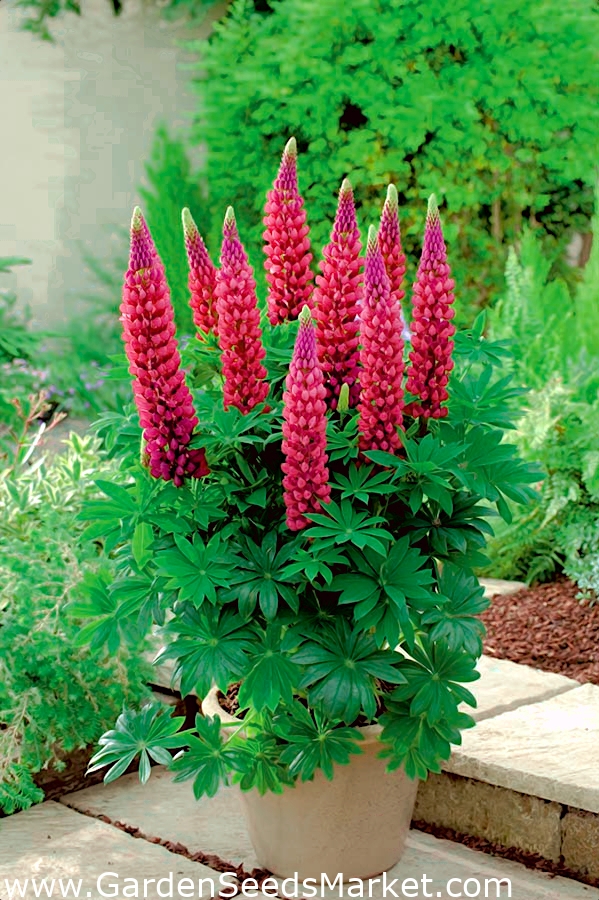 Lupinus, Lupin, Lupine The Pages - 1 bulb – Garden Seeds Market | Free ...