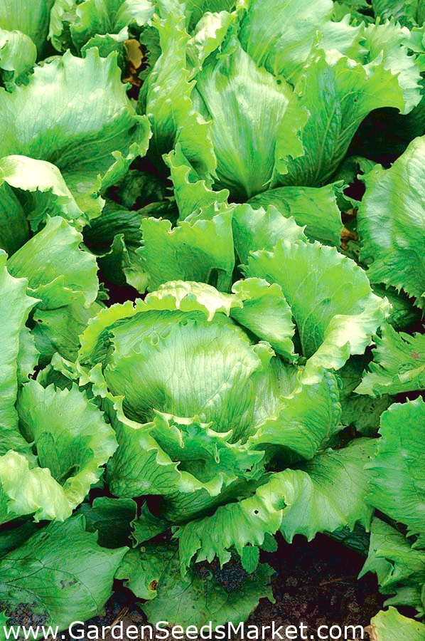 салат-латук - Kwiryna - Lactuca sativa - Kwiryna - семена – Garden ...