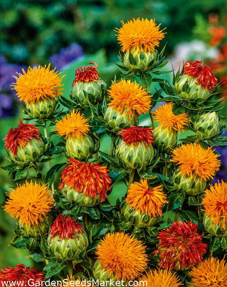 Carthame des teinturiers - 44 graines - Carthamus tinctorius – Garden ...