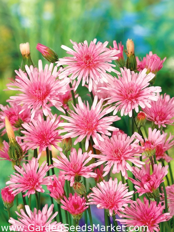 Pink Hawk's Beard mixed seeds - Crepis rubra - 425 seeds – Garden Seeds ...