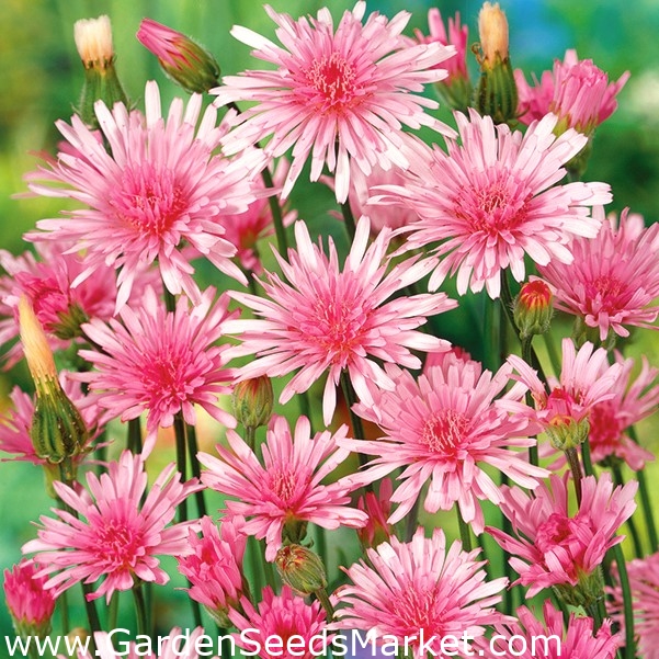 Pink Hawk's Beard mixed seeds - Crepis rubra - 425 seeds – Garden Seeds ...