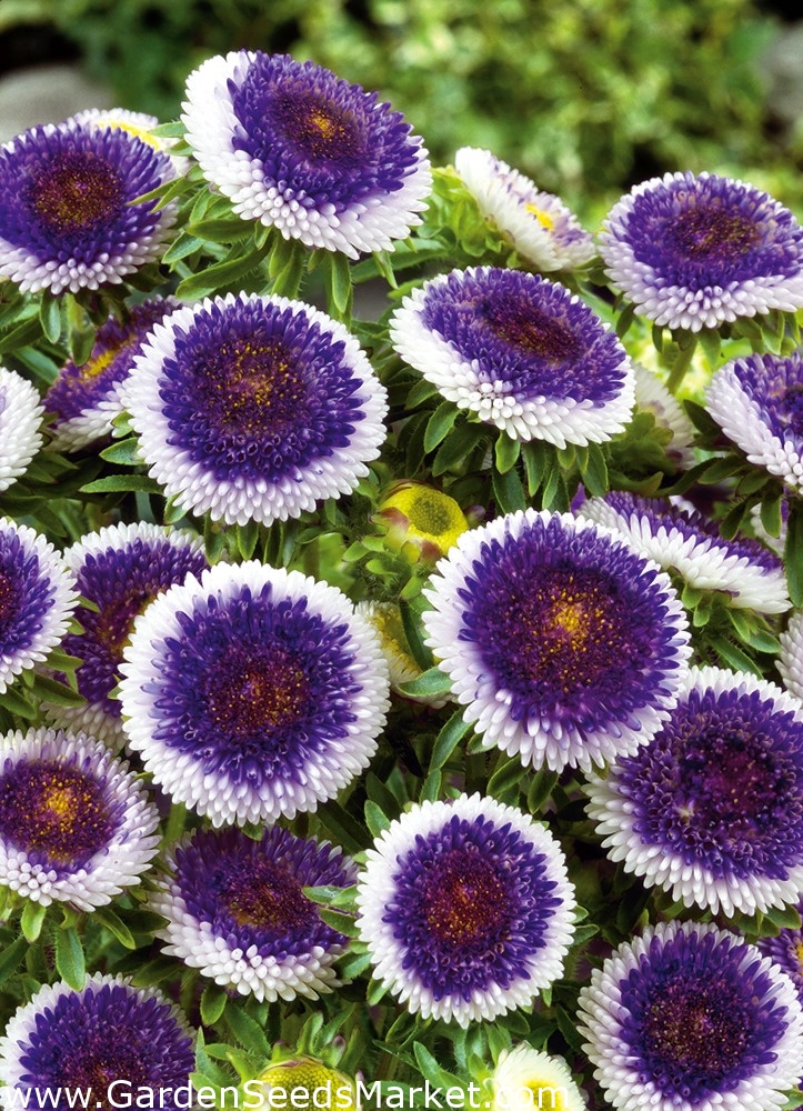 Chinese aster "Blue Moon" - 250 seeds – Garden Seeds Market | Free shipping