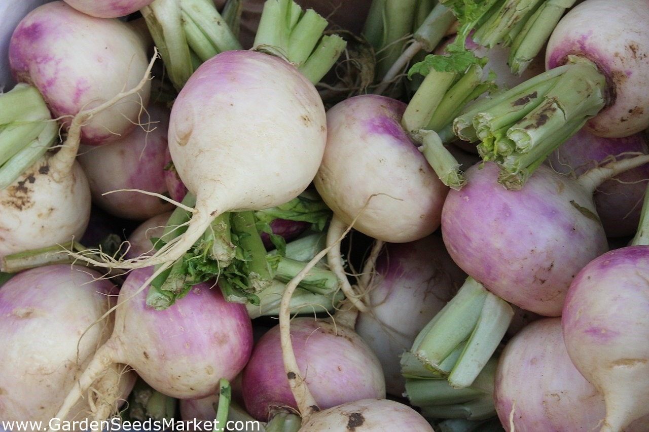Fodder turnip "Rogowska" - 100 g – Garden Seeds Market | Free shipping