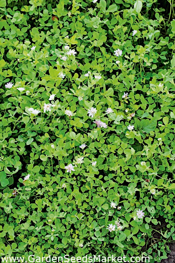 Omgekeerde klaver "DS Magic" - 1 kg; Perzische klaver, schacht ...