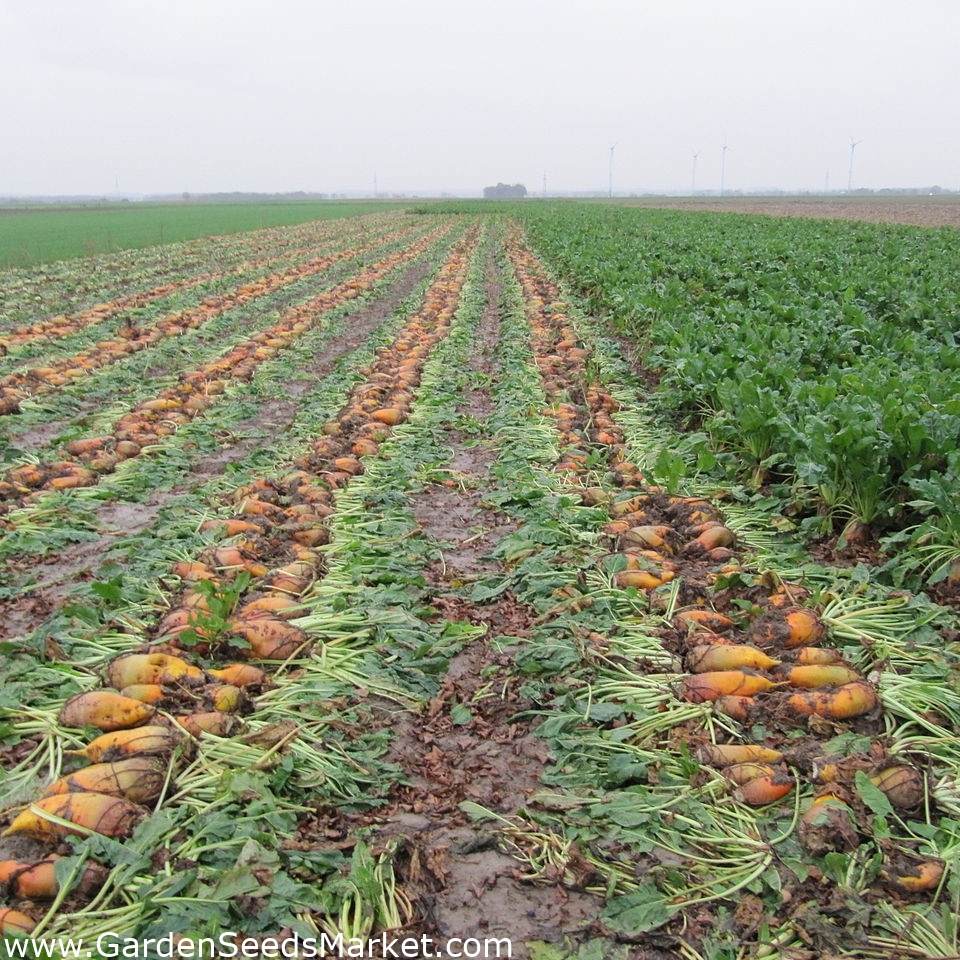 Betterave fourragère monogerme "Krakus" - graines enrobées - 0,5 kg ...