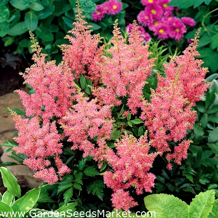 Astilbe "America" - rosa brillante, espirea falsa - ¡paquete grande ...
