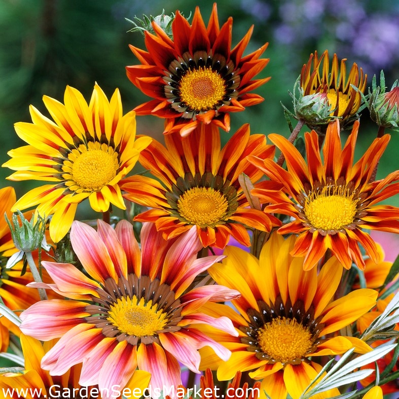 Gazania Giant Series mix seeds - Gazania hybrida - 125 seeds – Garden ...