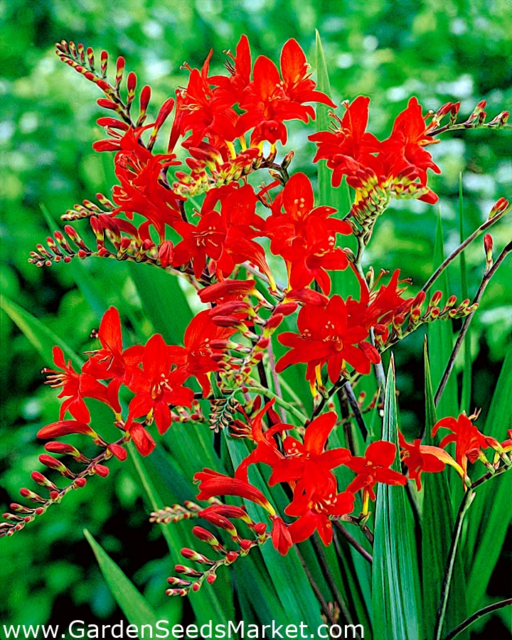 Crocosmia "Lucifer" - dark red - 10 pcs; montbretia – Garden Seeds ...