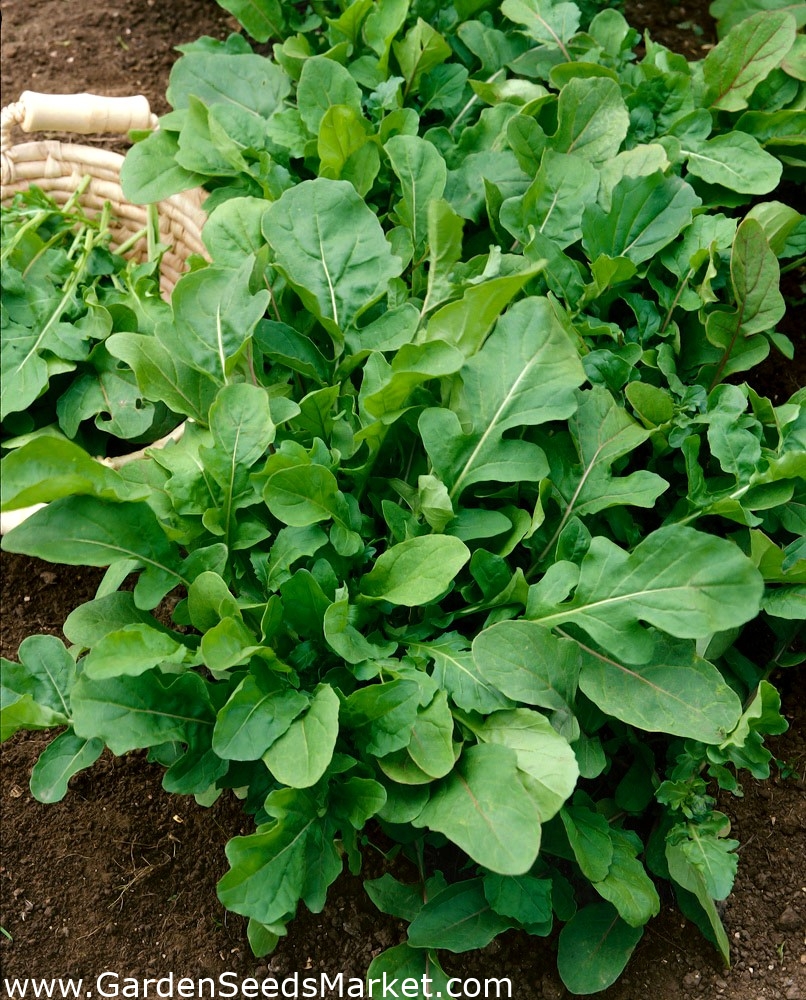 Rocket seeds - Eruca sativa - 200 seeds – Garden Seeds Market | Free ...