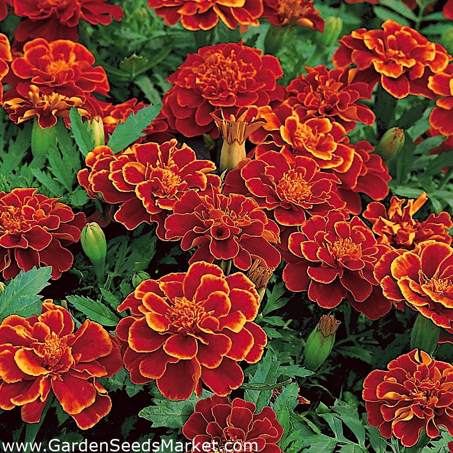 Œillets d'Inde - Carmen - 350 graines - Tagetes patula L. – Garden ...