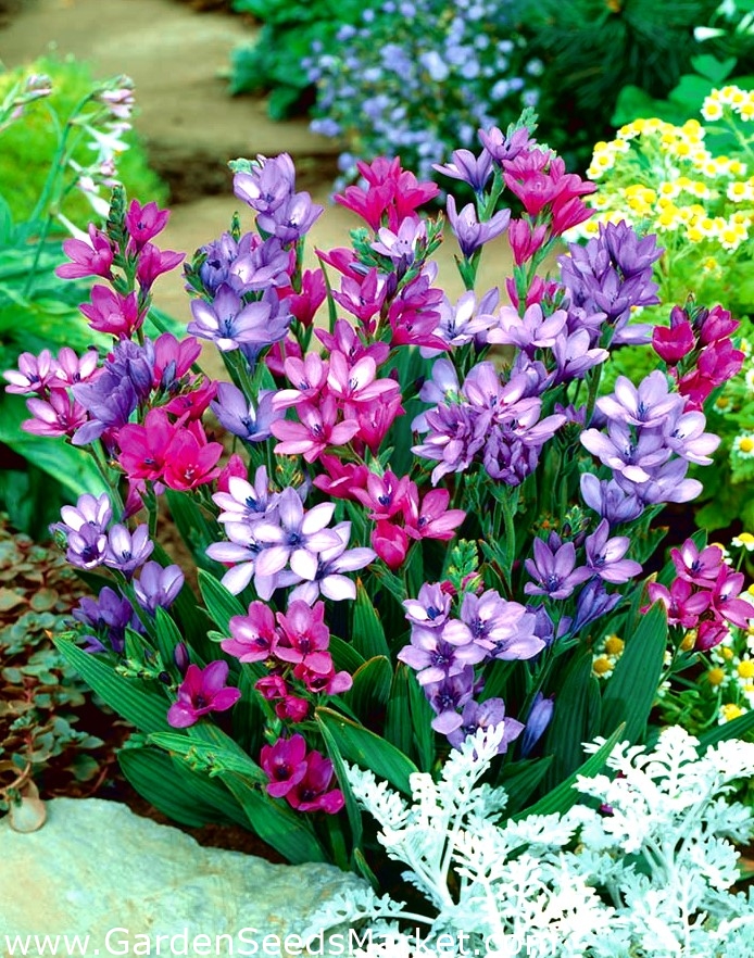 Babiana Mix - 10 bulbs – Garden Seeds Market | Free shipping