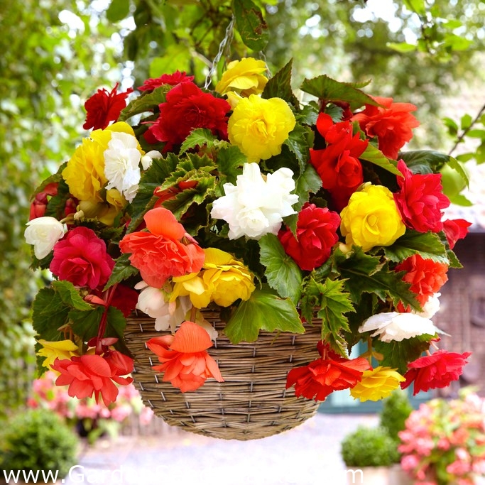 Begonia Pendula Cascade Mix - 2 bulbs – Garden Seeds Market | Free shipping