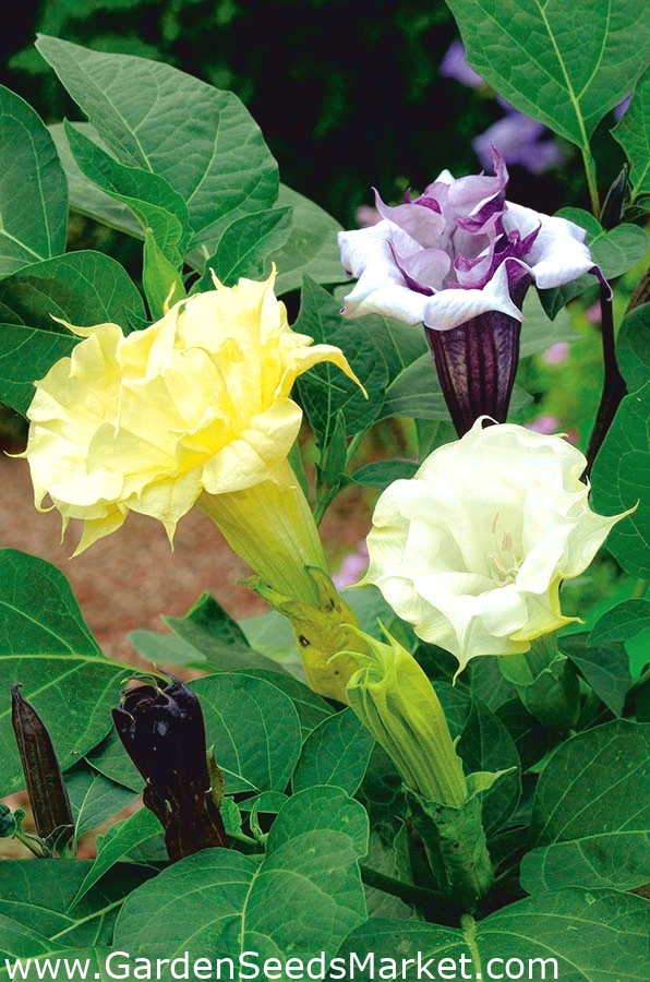 Datura Metel seeds - Datura metel fl.pl - 14 seeds – Garden Seeds ...