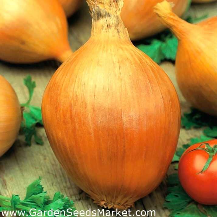 Bawang "Pameran" - pelbagai manis dan besar, bebawang sehingga 2 kg ...