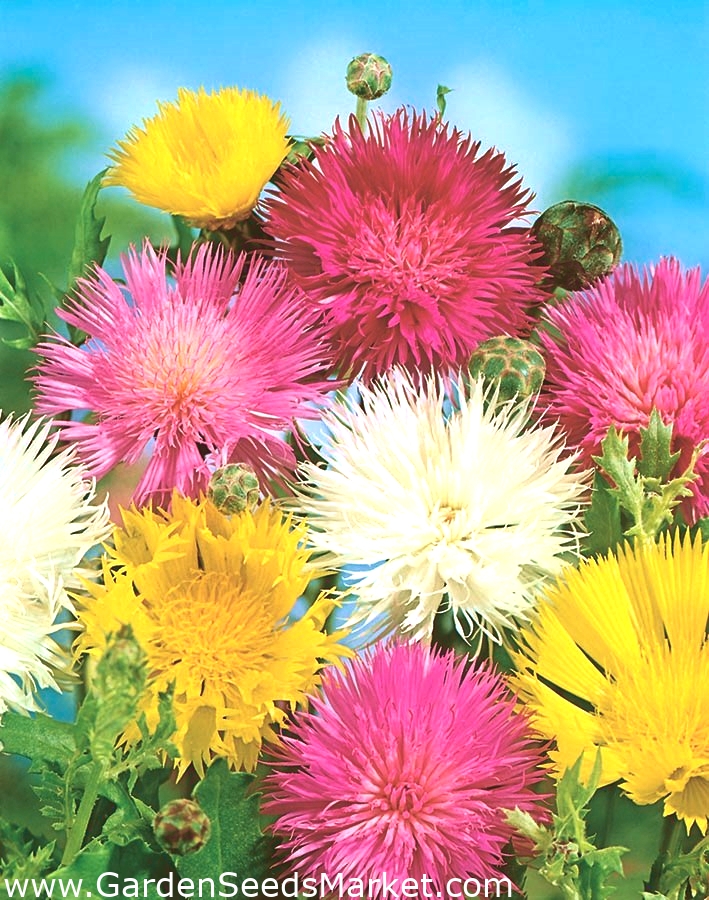 Sweetsultan - sort mix - 220 frø - Centaurea moschata – Garden Seeds ...