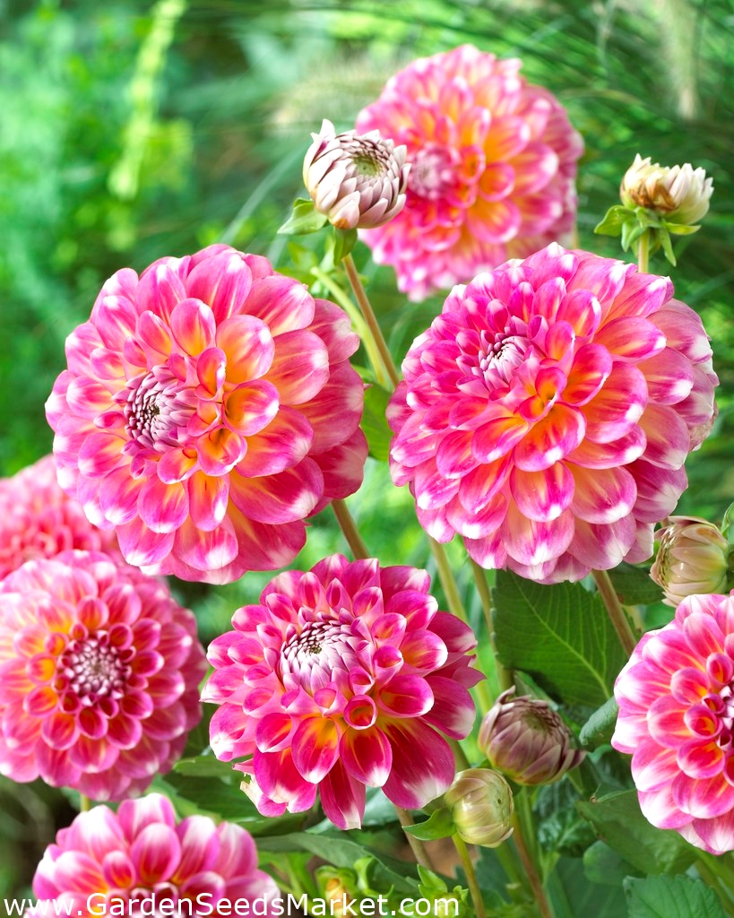 Dahlia Hawaii - umbi / umbi / akar – Garden Seeds Market | Bebas biaya ...