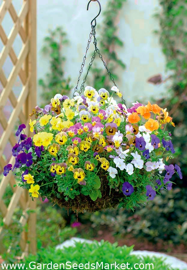 Violet - selection of varieties with sprawling stems - 180 seeds ...