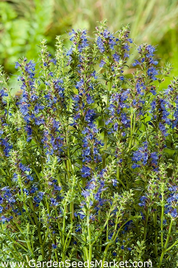Hissopo (Hyssopus officinalis) - 200 sementes – Garden Seeds Market ...