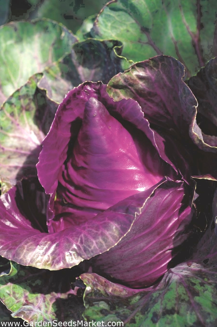 Cabbage Kalibos seeds - Brassica oleracea convar. capitata var. rubra ...