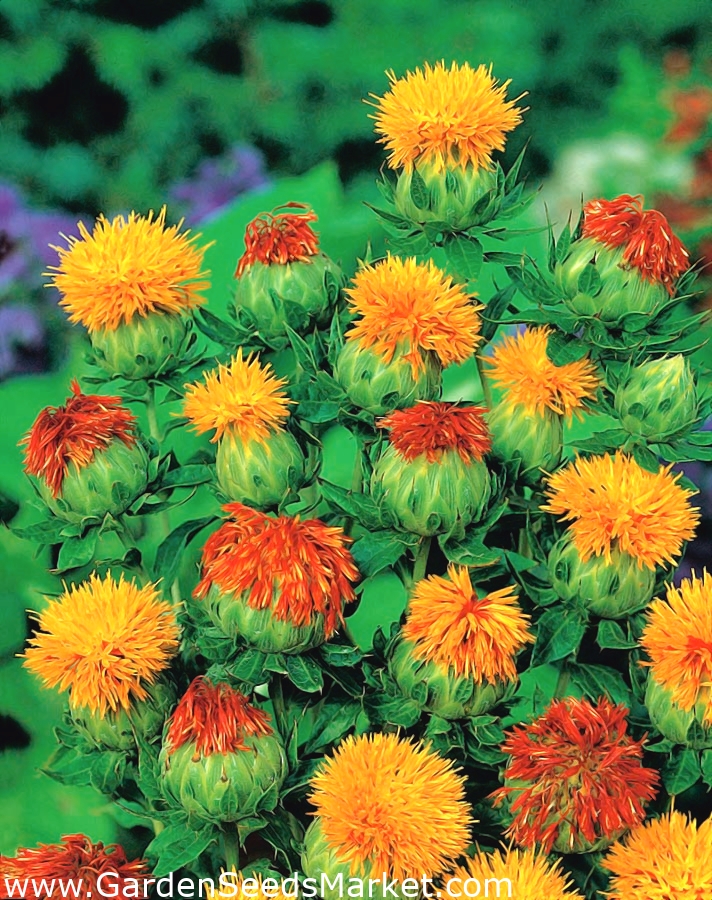 Carthame des teinturiers - 44 graines - Carthamus tinctorius – Garden ...