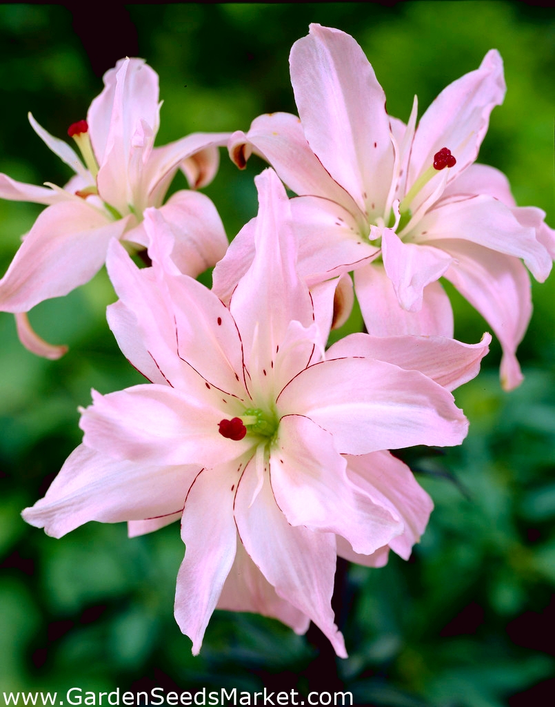 Lily Asiatik berbunga dua - Spring Pink - Lilium Asiatic Spring Pink ...