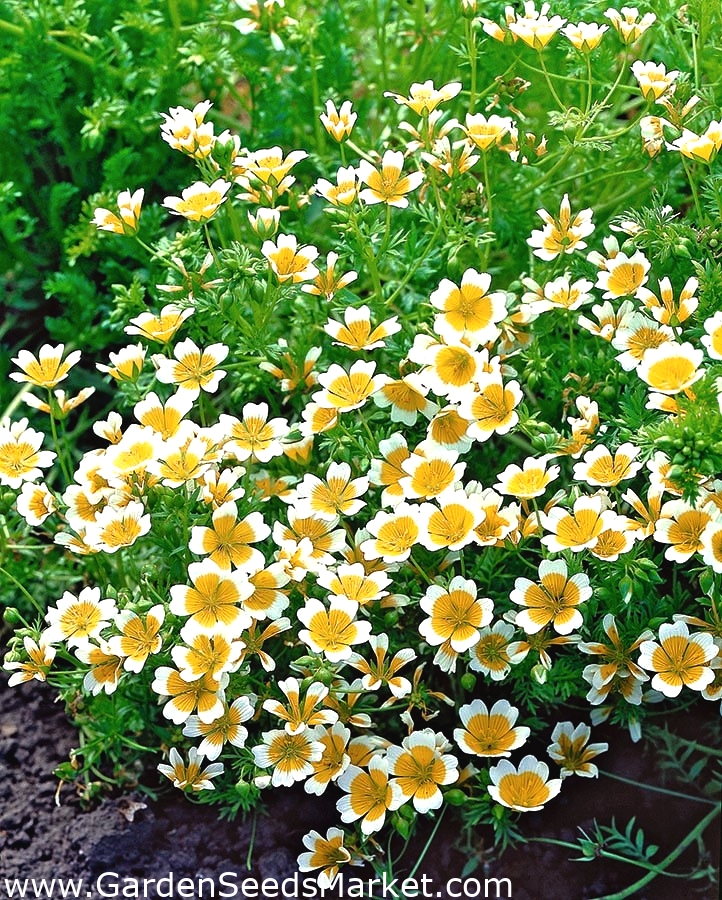 Douglas' meadowfoam - yellow-white; poached egg plant - 117 seeds ...