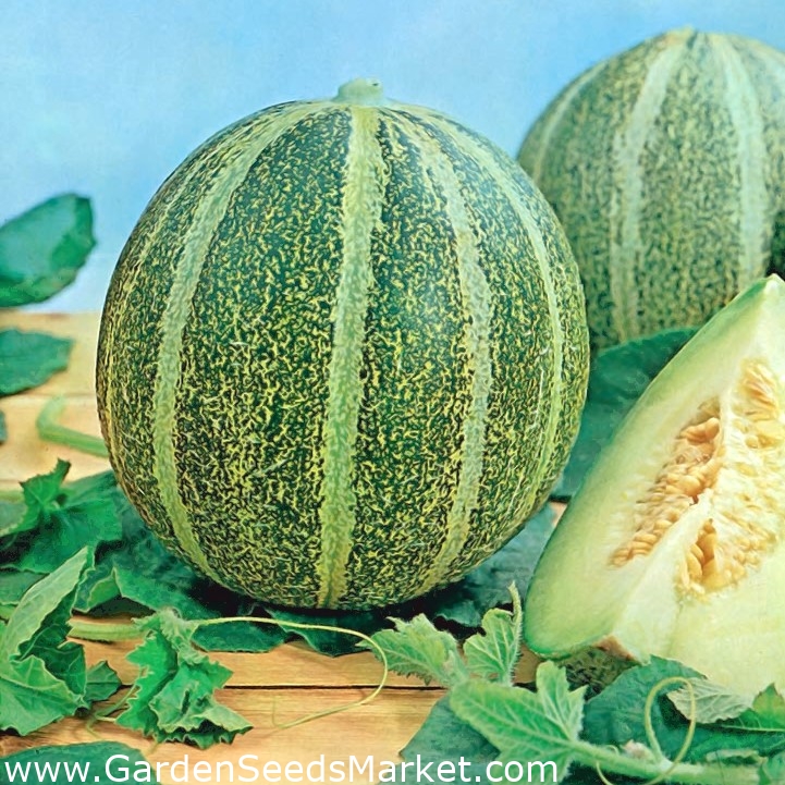 Sėjamasis melionas - Model - 45 sėklos - Cucumis melo L. – Garden Seeds ...