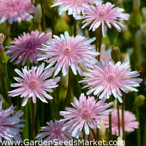 Pink Hawk's Beard mixed seeds - Crepis rubra - 425 seeds – Garden Seeds ...