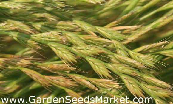 Hybrid ryegrass 2N "Grasslands Manawa" - 5 kg – Garden Seeds Market ...