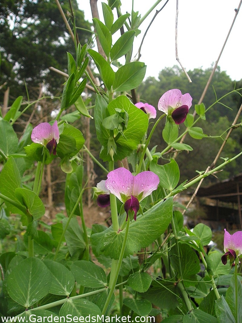 Pea "turn" - 1 kg; fodder variety - – Garden Seeds Market | Doprava zdarma