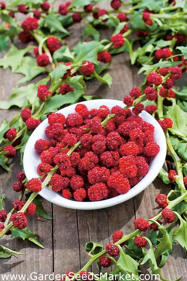 Leafy Goosefoot seeds - Chenopodium foliosum - 120 seeds – Garden Seeds ...