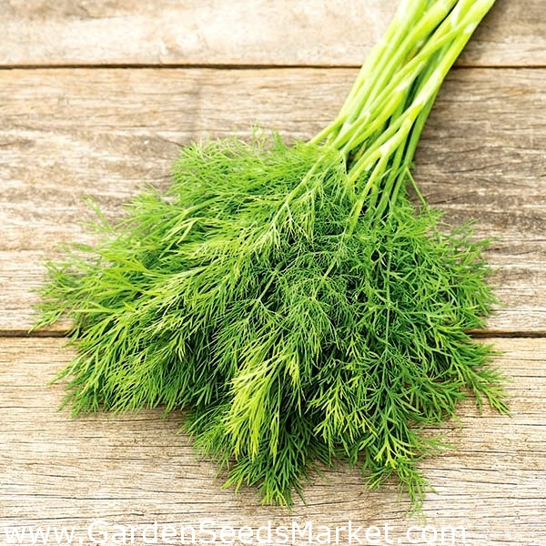 Krapas - Sprinter - 2800 sėklos - Anethum graveolens L. – Garden Seeds ...
